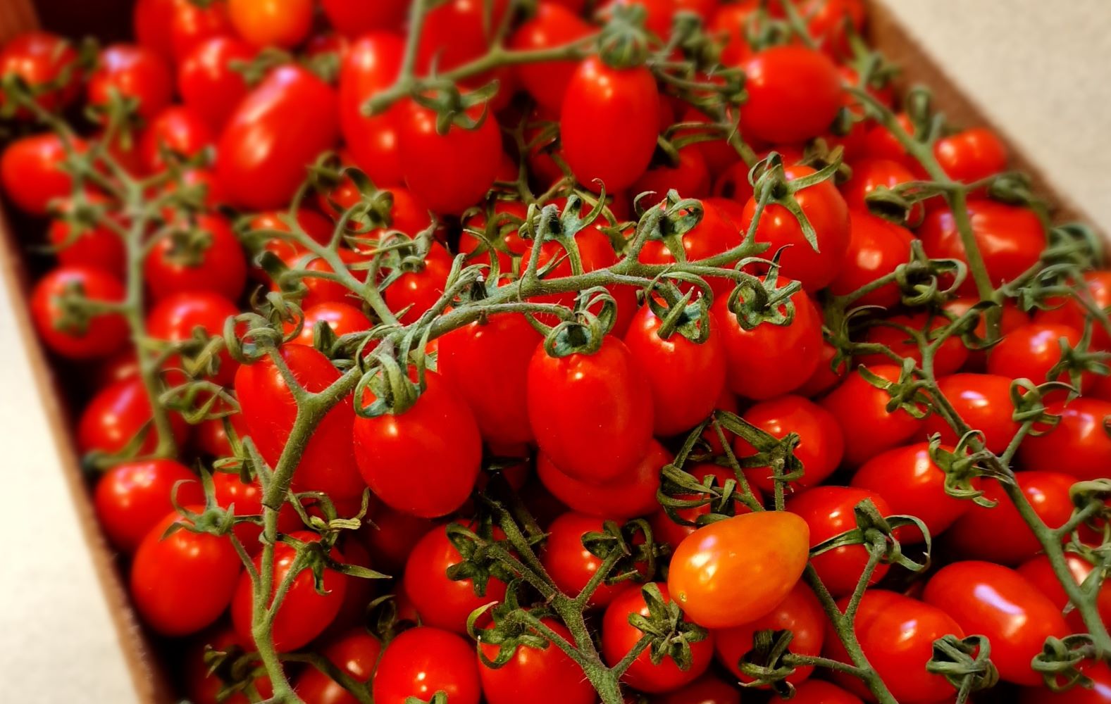 Liese Lose - Tomaten 'Datterino'