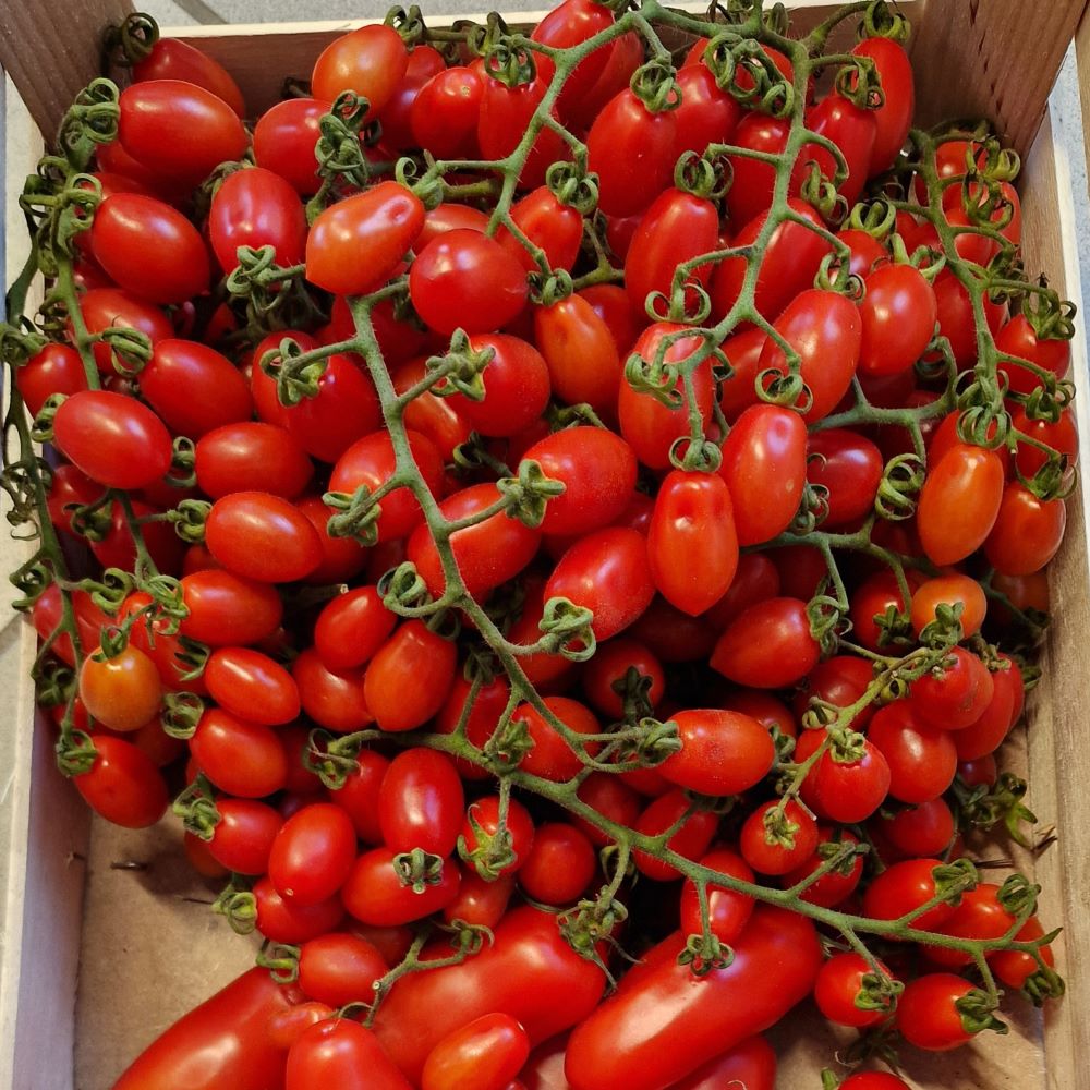 Liese Lose - Tomaten 'Datterino'